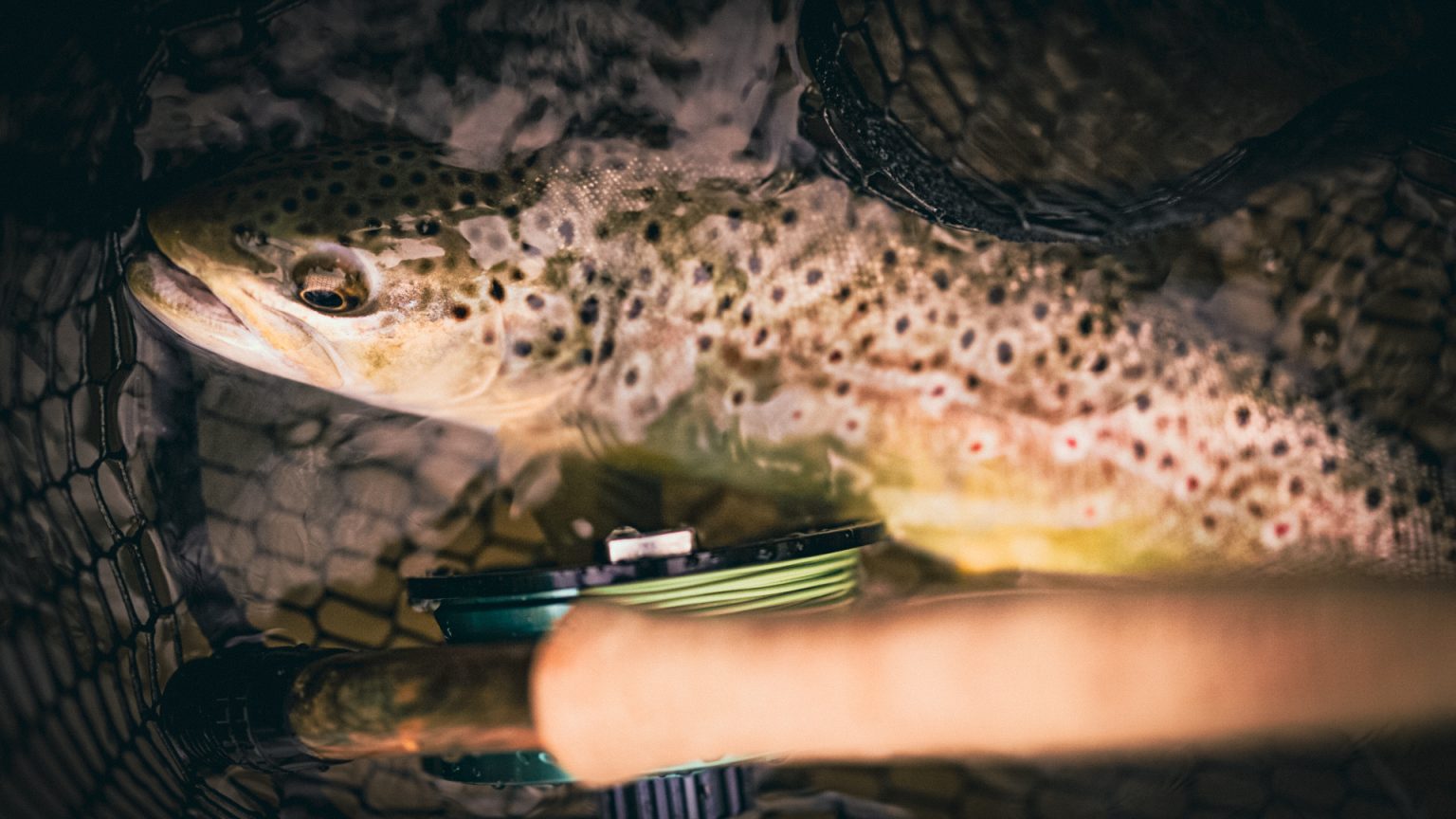 Chico : Project Healing Waters